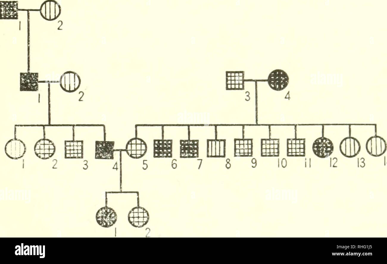 . Body-build and its inheritance. Heredity; Human anatomy. SLENDER X ...