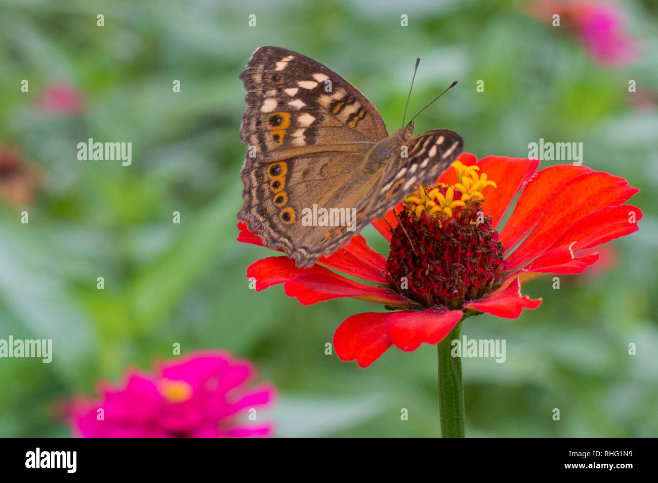 Butterflies in the flower garden Stock Photo - Alamy