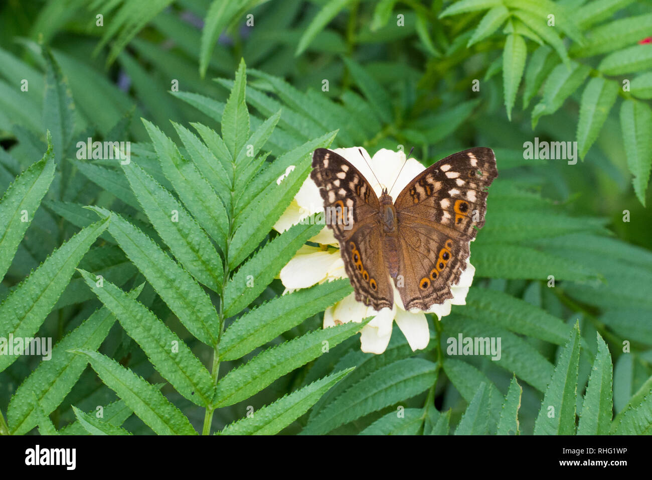 Butterflies in the flower garden Stock Photo - Alamy
