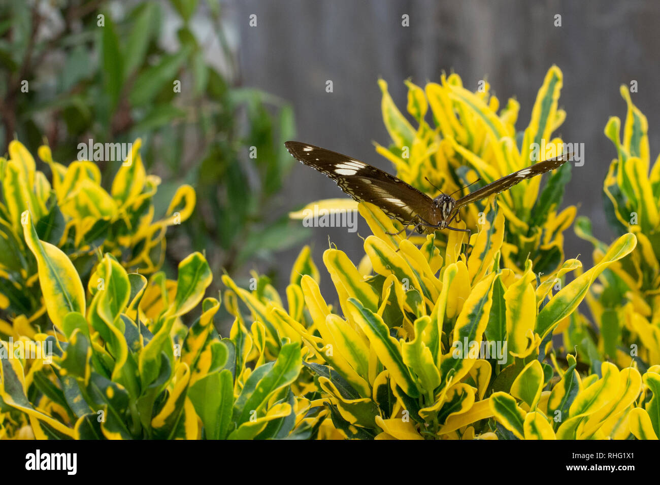 Butterflies in the flower garden Stock Photo - Alamy