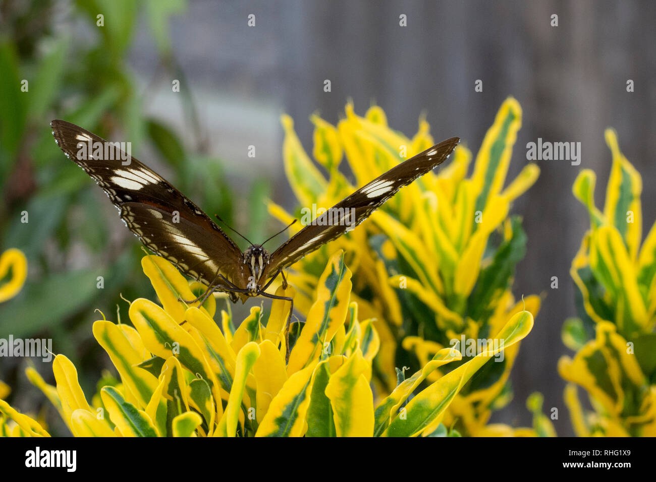Butterflies in the flower garden Stock Photo - Alamy