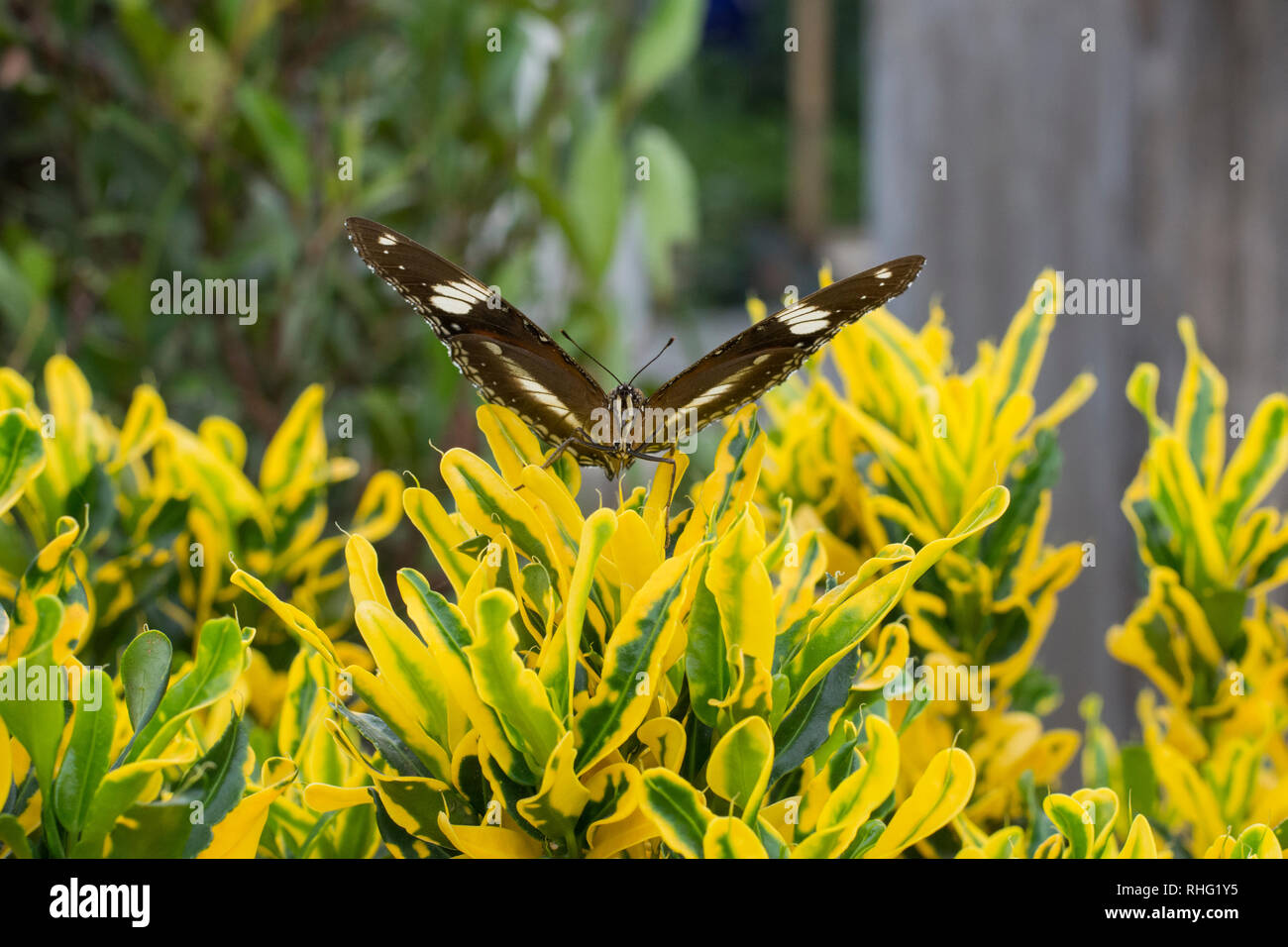 Butterflies in the flower garden Stock Photo - Alamy