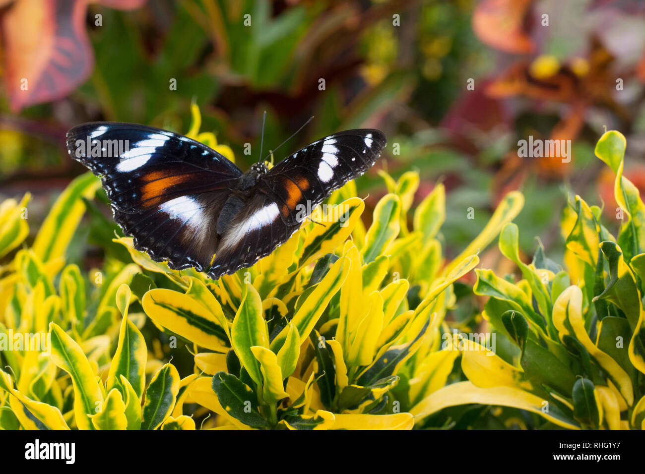 Butterflies in the flower garden Stock Photo - Alamy