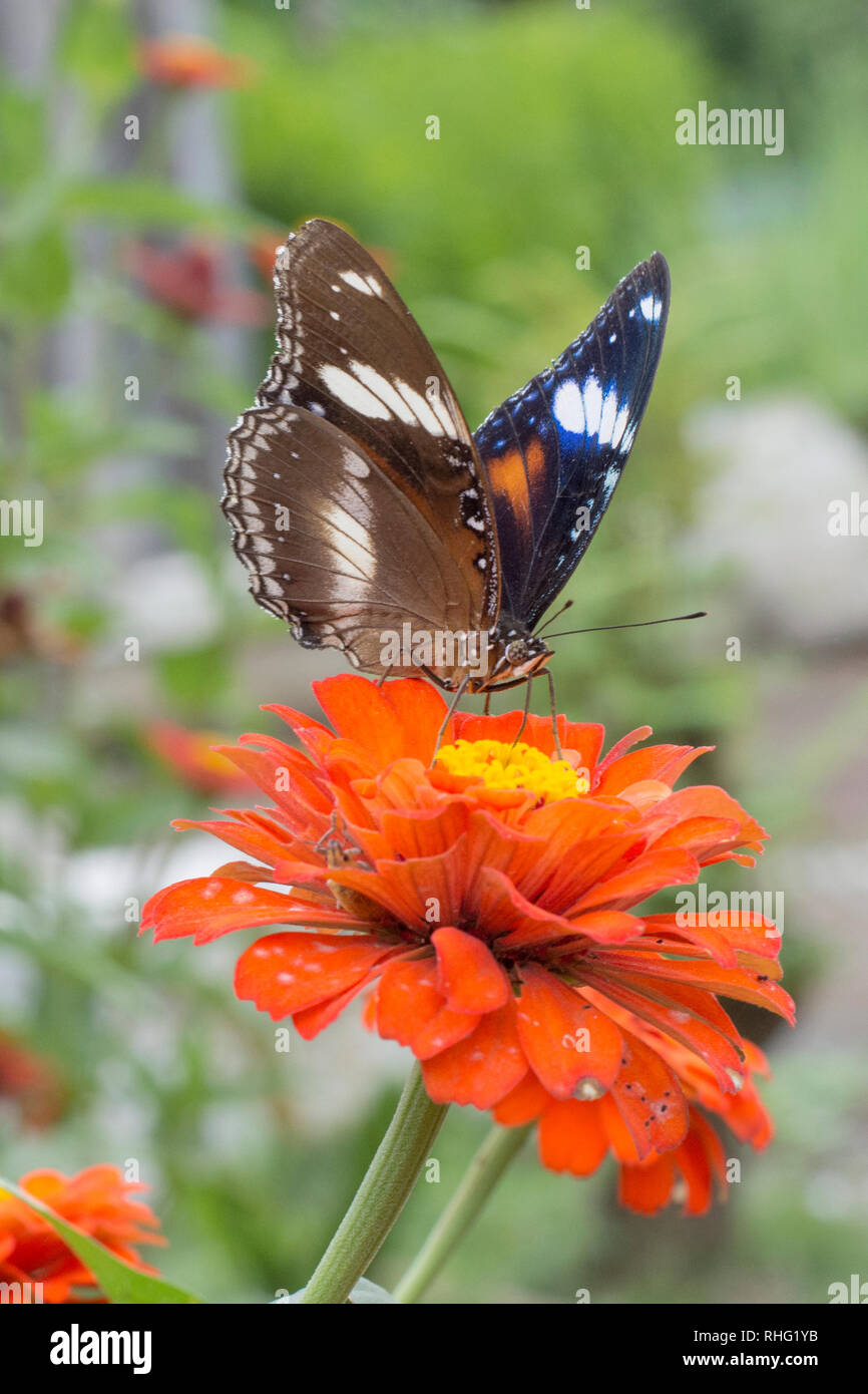Butterflies in the flower garden Stock Photo - Alamy