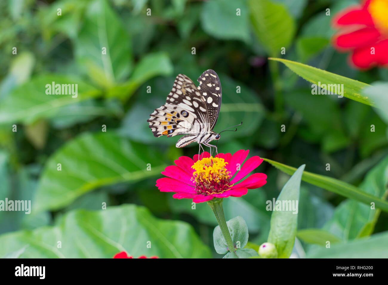 Vector butterflies hi-res stock photography and images - Alamy