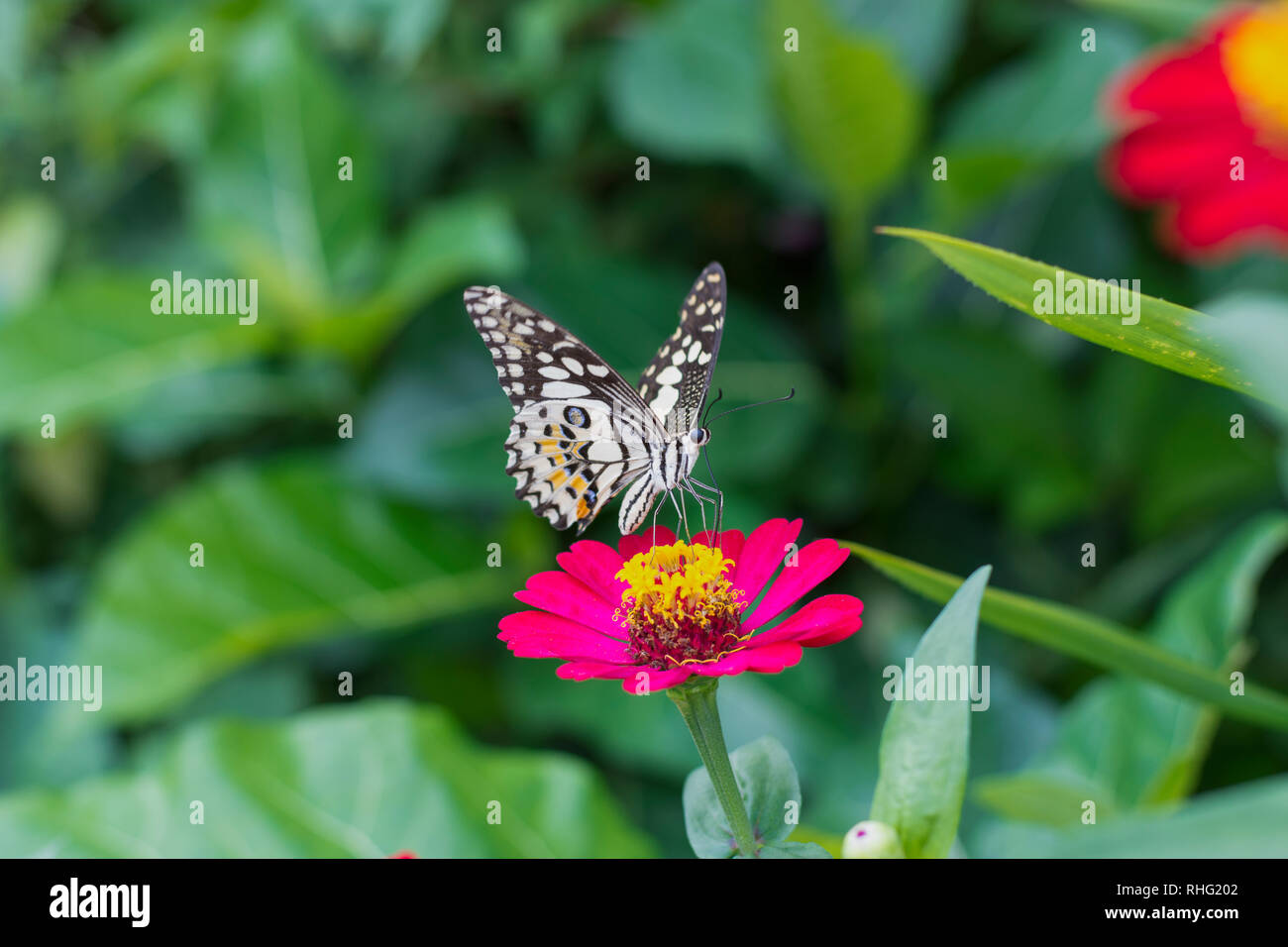 Flying butterflies sky hi-res stock photography and images - Alamy