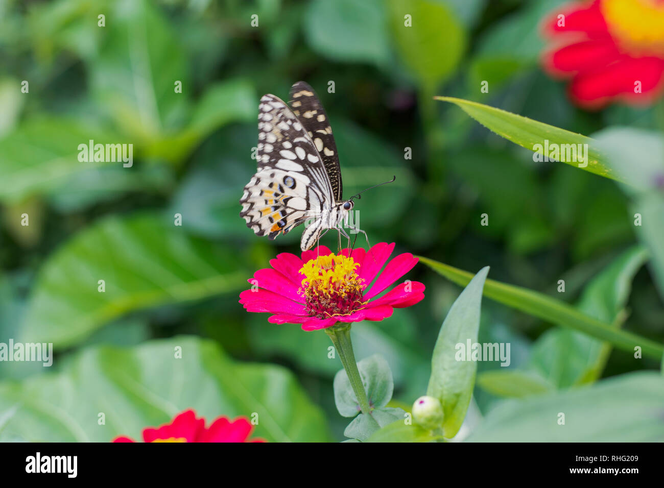 Butterflies flying field meadow hi-res stock photography and images - Alamy