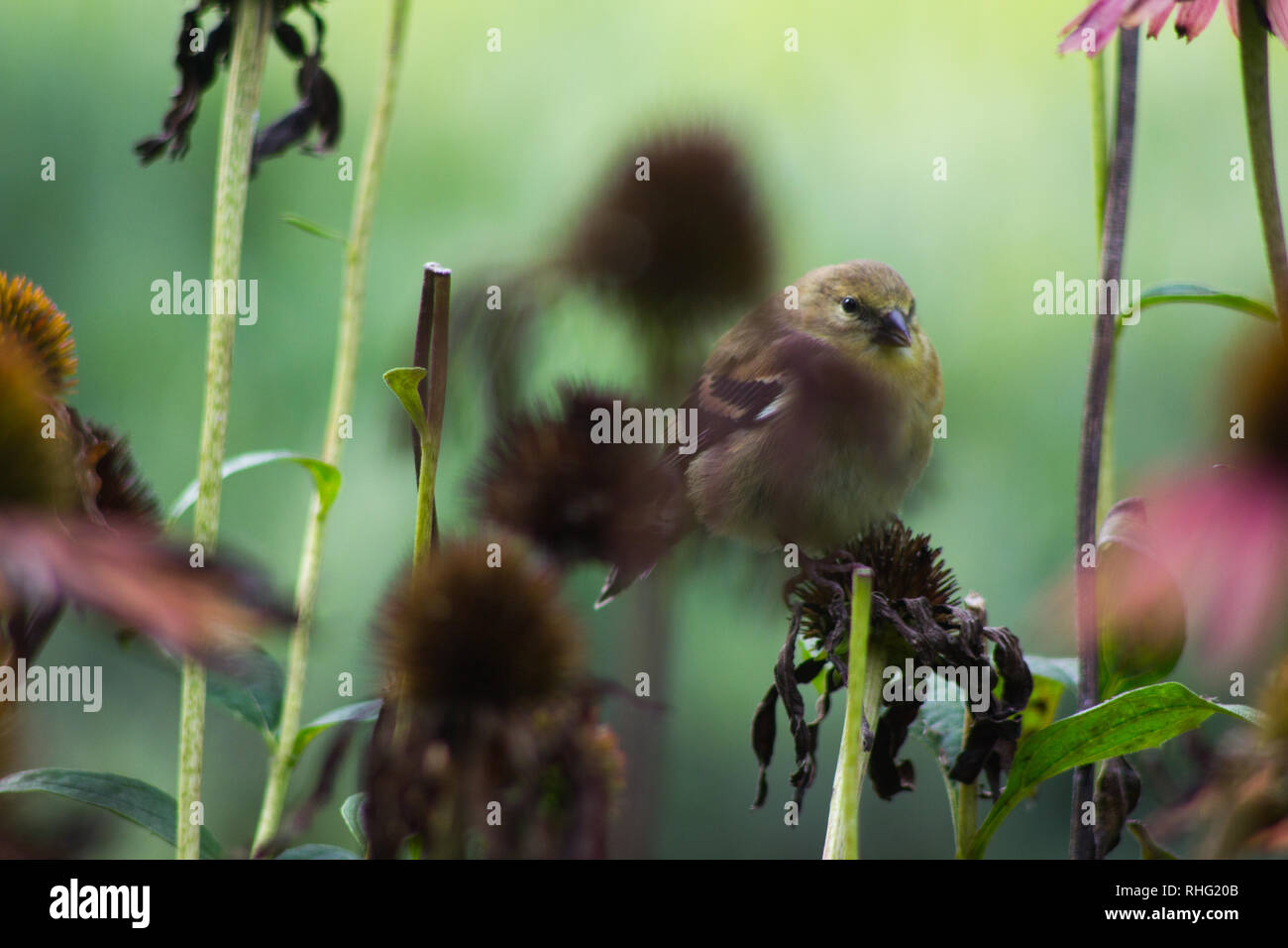 Female goldfinch hi-res stock photography and images - Alamy