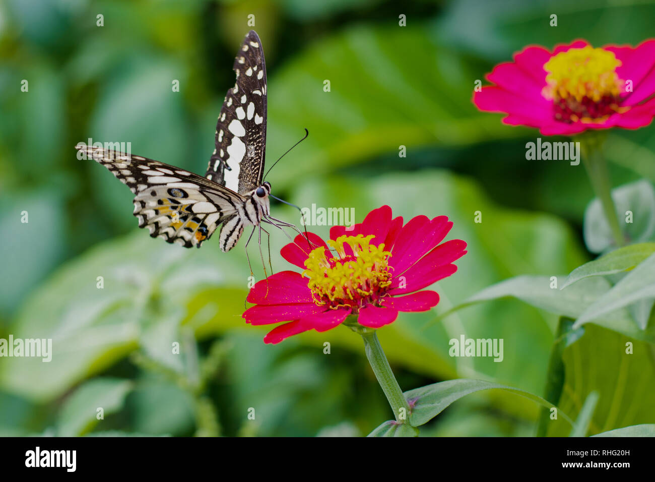 Flying butterflies sky hi-res stock photography and images - Alamy