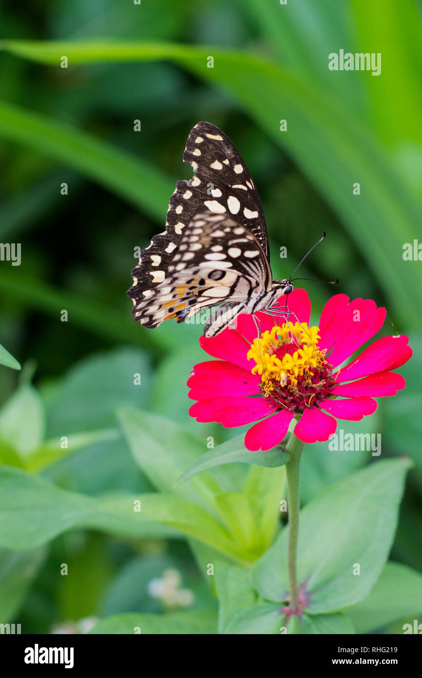 Butterflies in the flower garden Stock Photo - Alamy