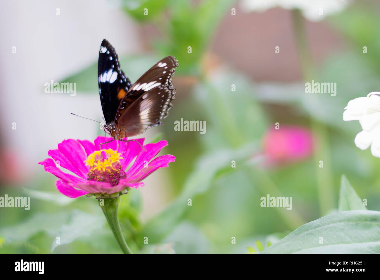 Butterflies in the flower garden Stock Photo - Alamy