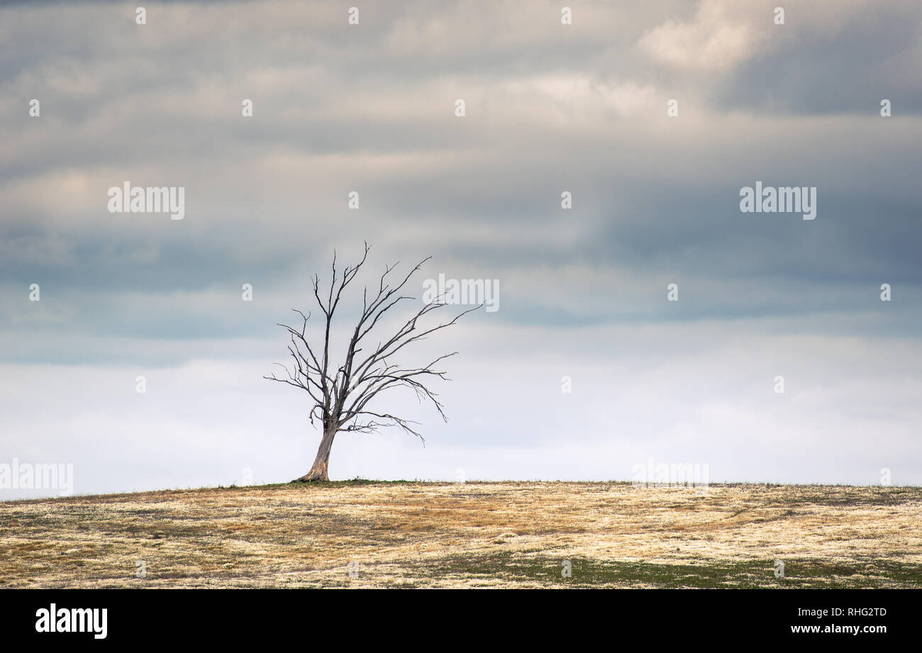 Tree at horizon hi-res stock photography and images - Alamy