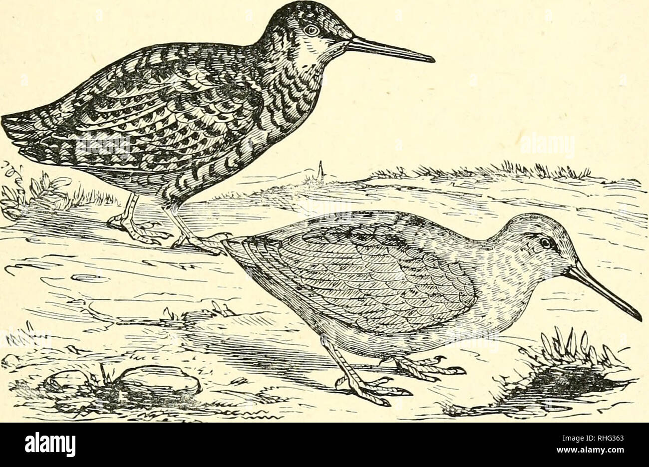 Scolopax rusticola nest hi-res stock photography and images - Alamy