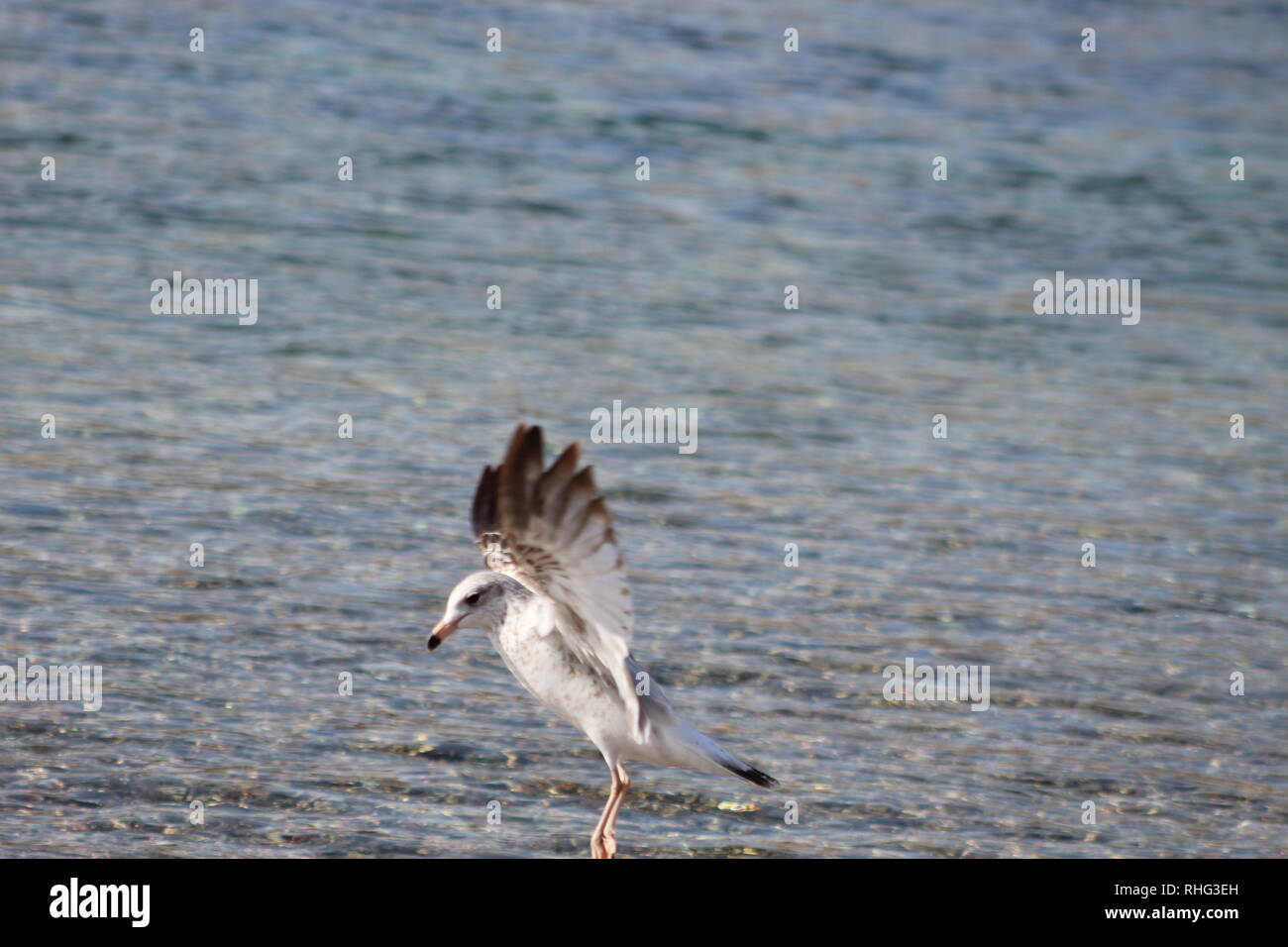 Birds on the Colorado River Stock Photo - Alamy