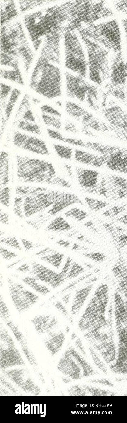 . Birds of the Chukchi Peninsula and Wrangel Island = (Ptitsy ...