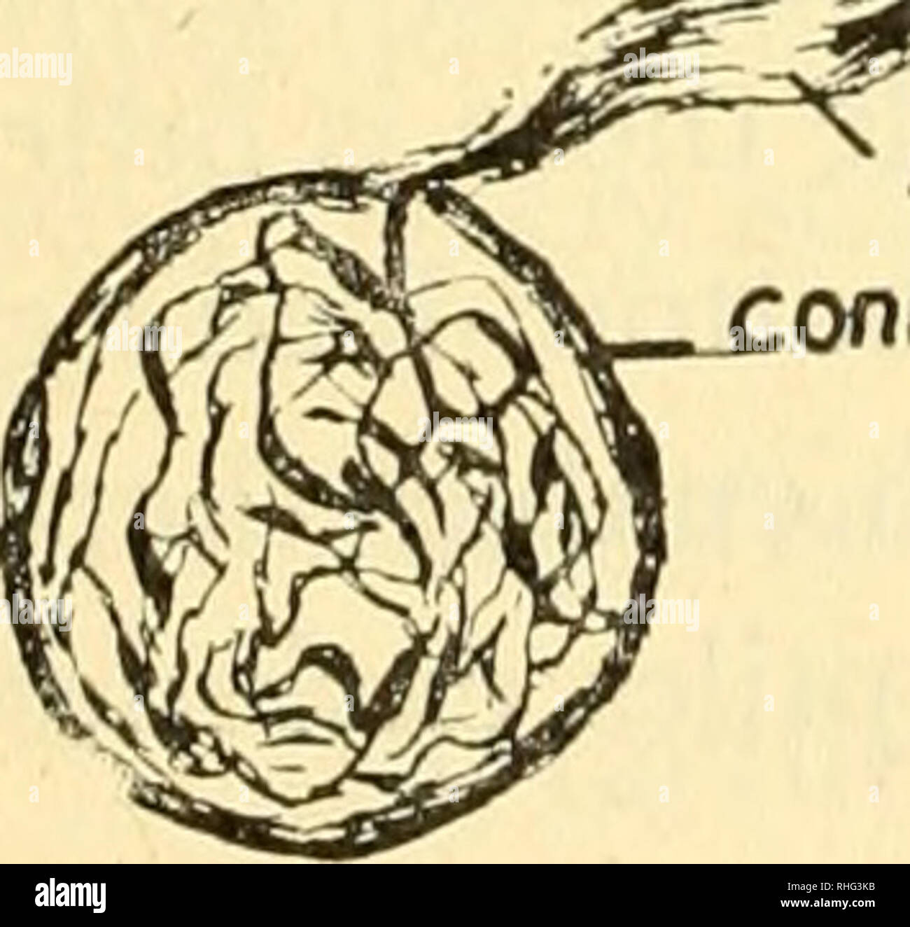 Merkels Disc Histology