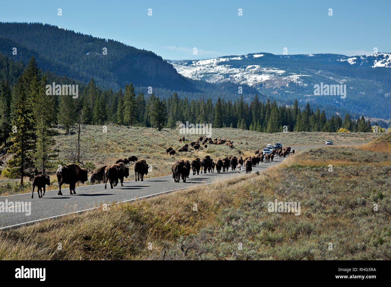 Stampede bison hi-res stock photography and images - Alamy