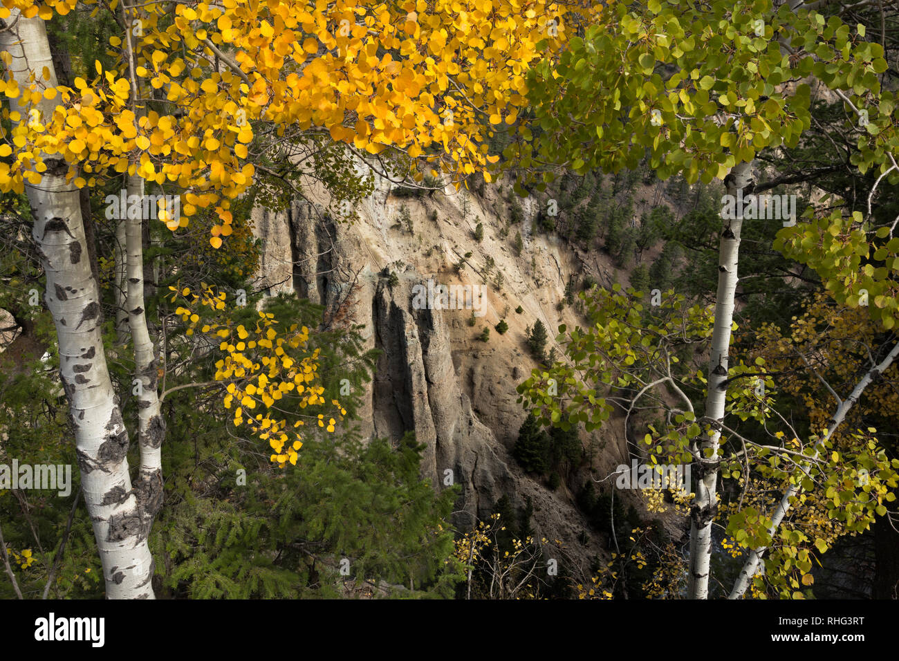 Aspen tree in fall and yellowstone river hi-res stock photography and ...