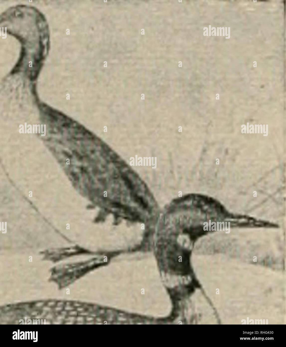 Group of loons hi-res stock photography and images - Alamy