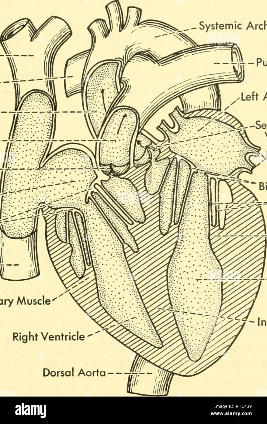 . Biology of the vertebrates : a comparative study of man and his ...