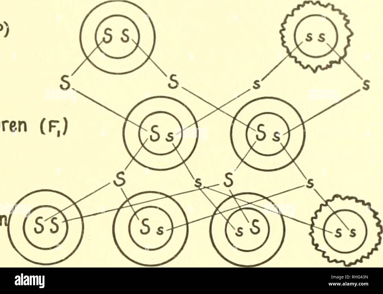 . Biology; the story of living things. THE GREAT RELAY RACE 445 ...