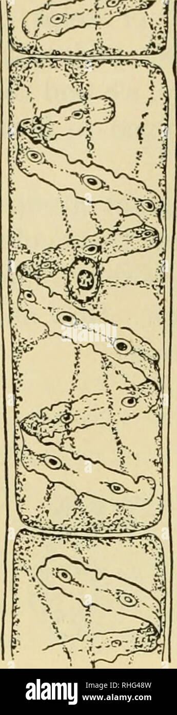 Called scum hi-res stock photography and images - Alamy