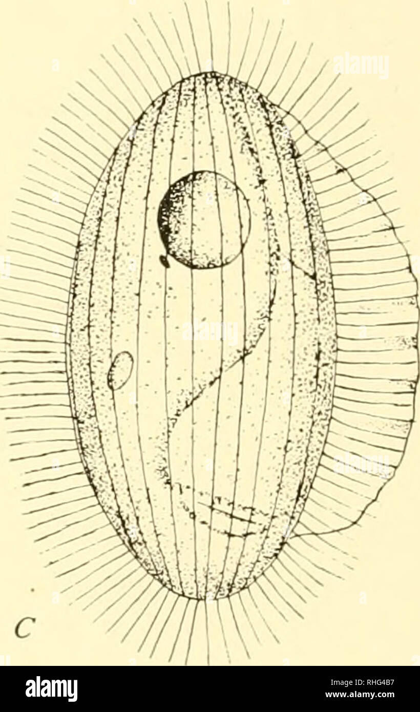 . The biology of the protozoa. Protozoa; Protozoa. Fig. 199.—Types of ...