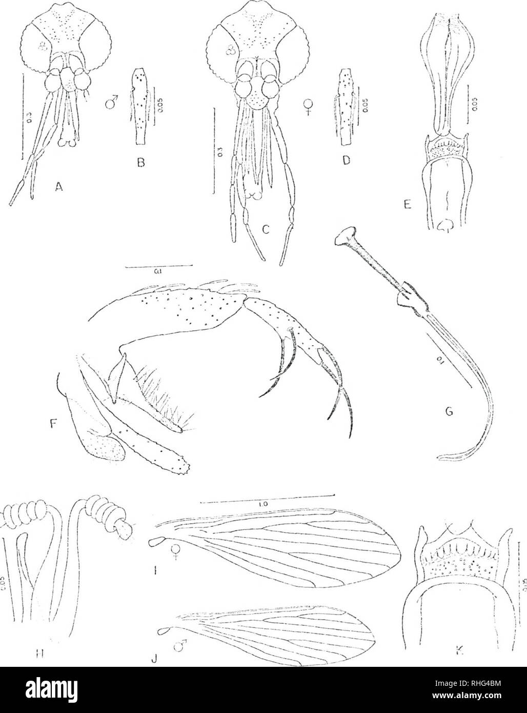 . Biosystematic review of the bloodsucking psychodid flies of Colombia ...