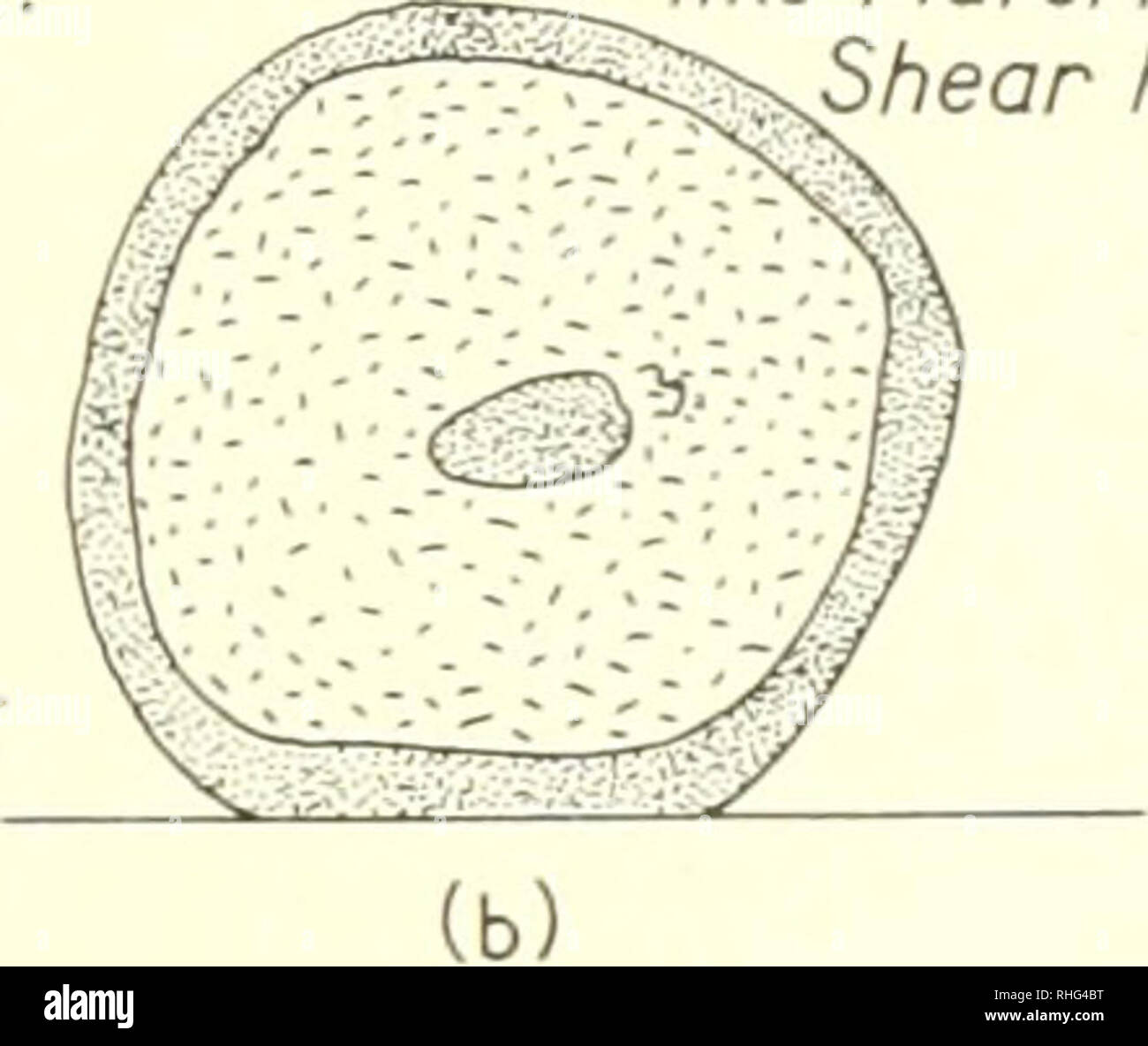 . Biophysical science. Biophysics. Thin Membrane; Seat of Interfacial ...