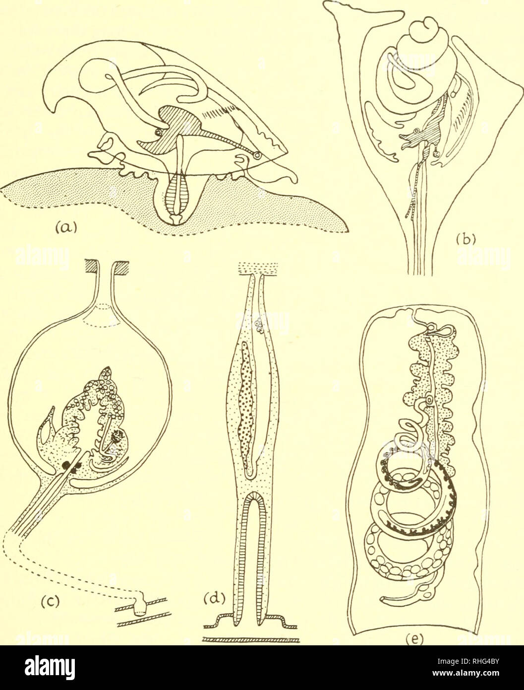 . The biology of marine animals. Marine animals; Physiology ...