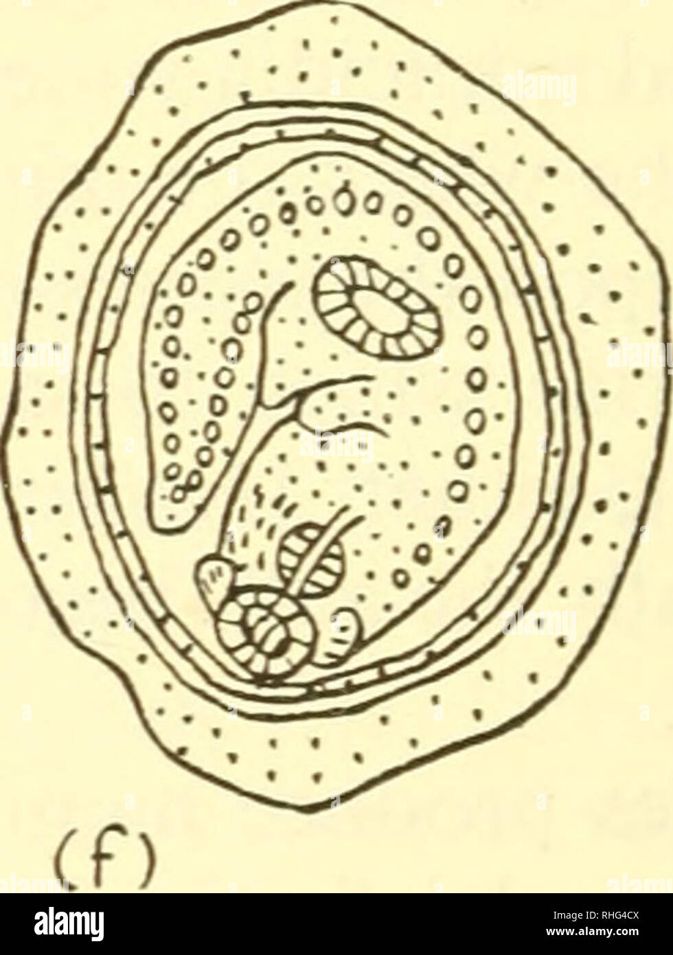 Miracidium hi-res stock photography and images - Alamy