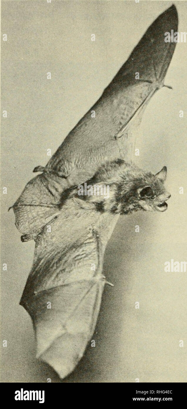 Strong bats hi-res stock photography and images - Alamy