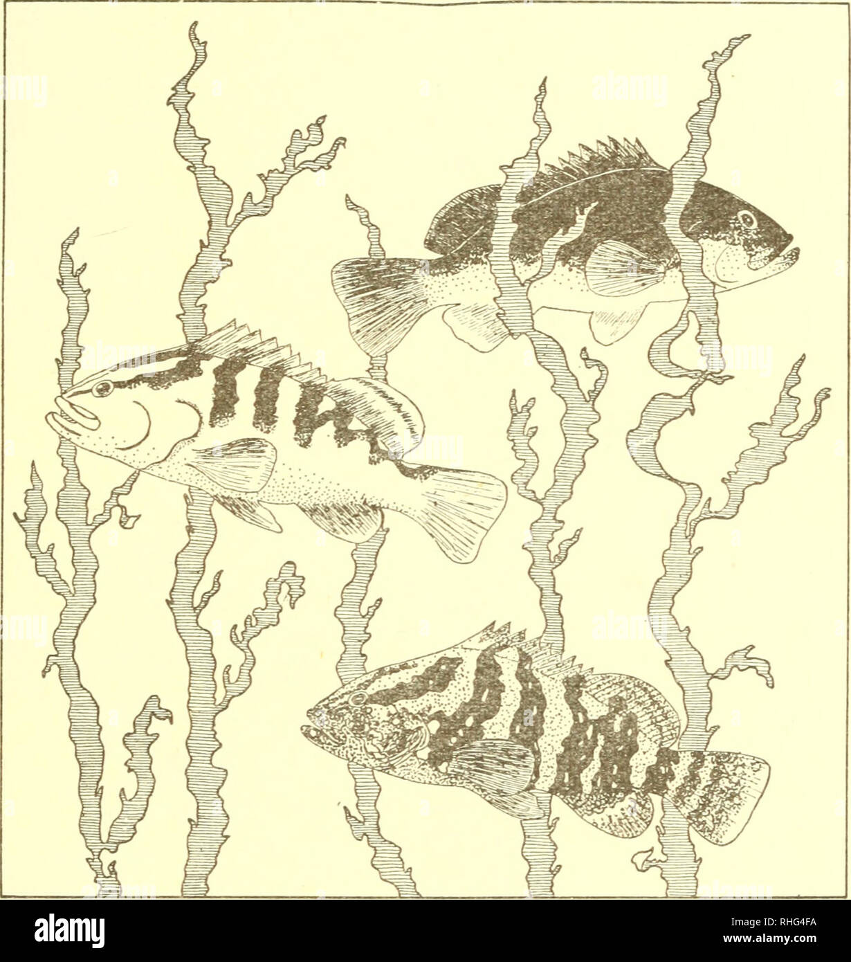 Highly coloured fish hi-res stock photography and images - Alamy