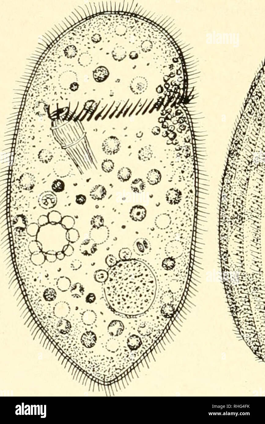 . The biology of the Protozoa. Protozoa; Protozoa. 366 BIOLOGY OF THE ...