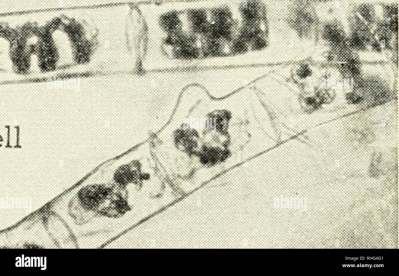 . Biology and man. Biology; Human beings. Vegetative ceil Beginning of ...