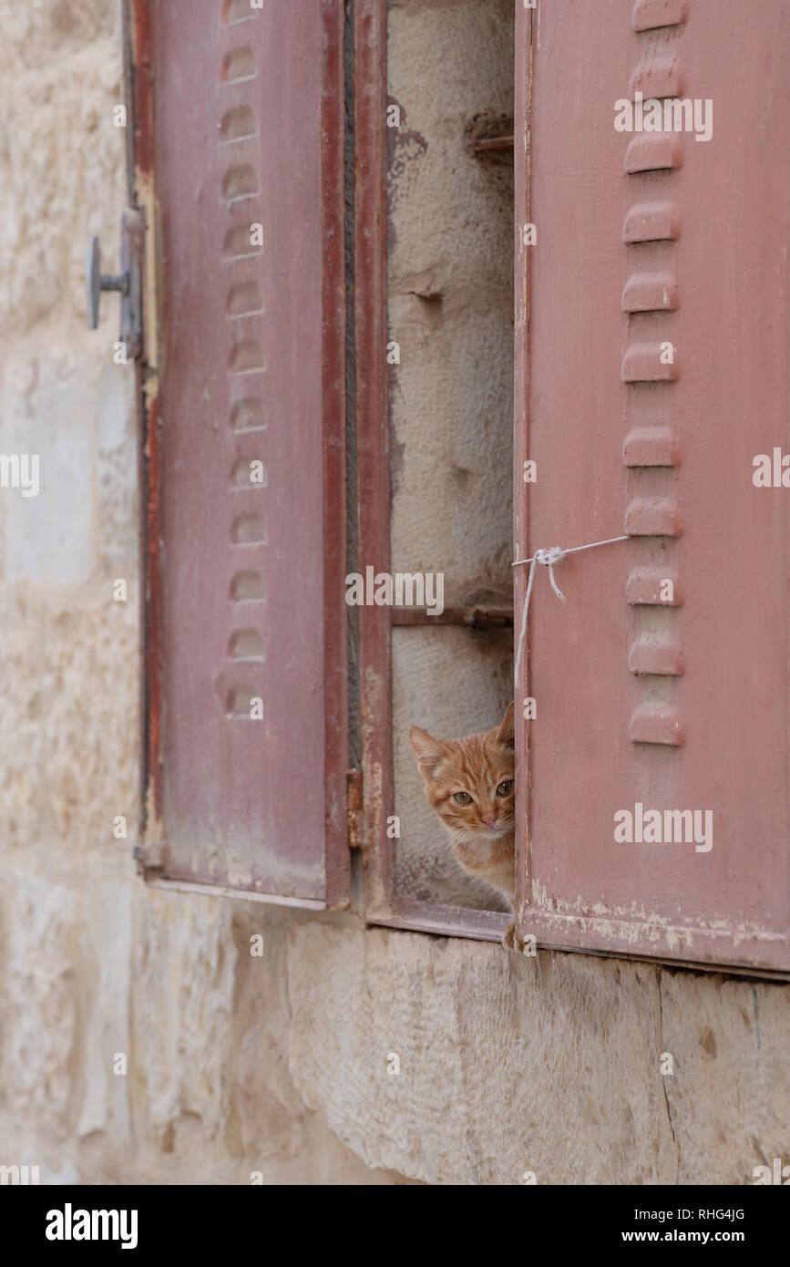 Cute kitten behind window looking to camera Stock Photo - Alamy