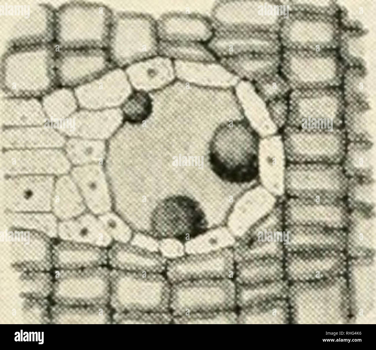 Cystolith hi-res stock photography and images - Alamy