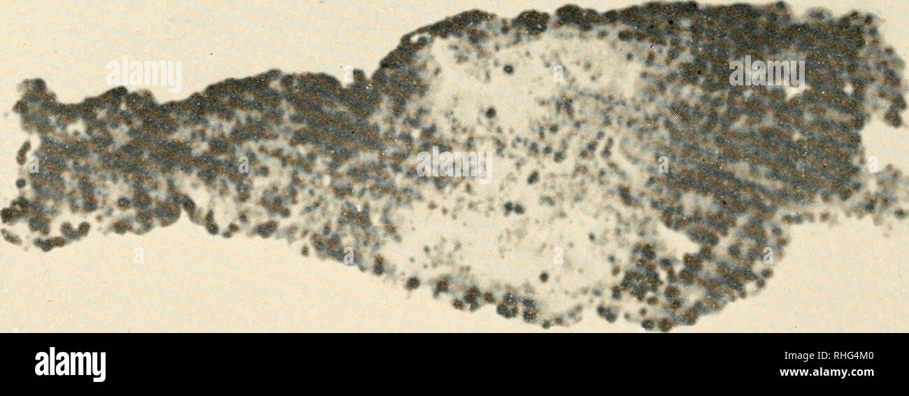 900x magnification hi-res stock photography and images - Alamy