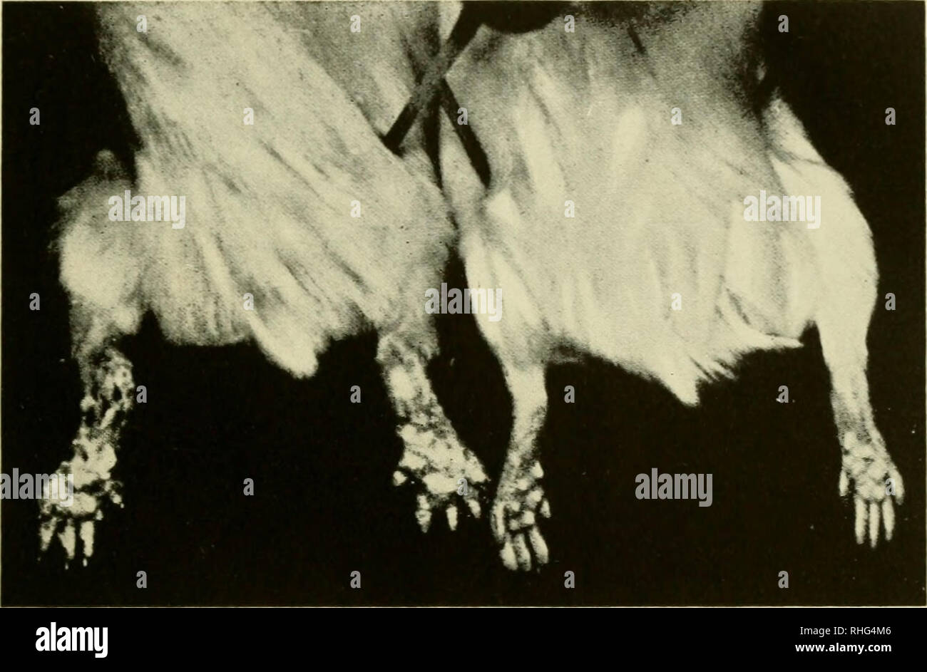 Diseased mouse hi-res stock photography and images - Alamy