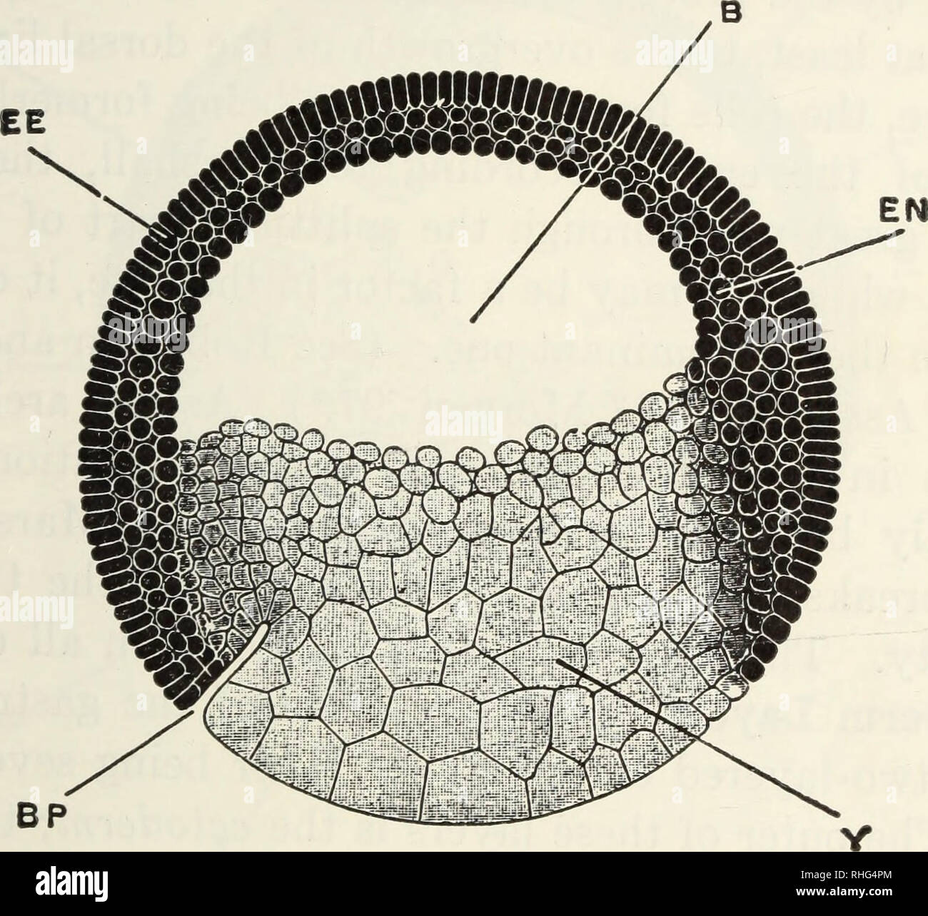 . The biology of the frog. Frogs. THE DEVELOPMENT OF THE FROG 99 place ...