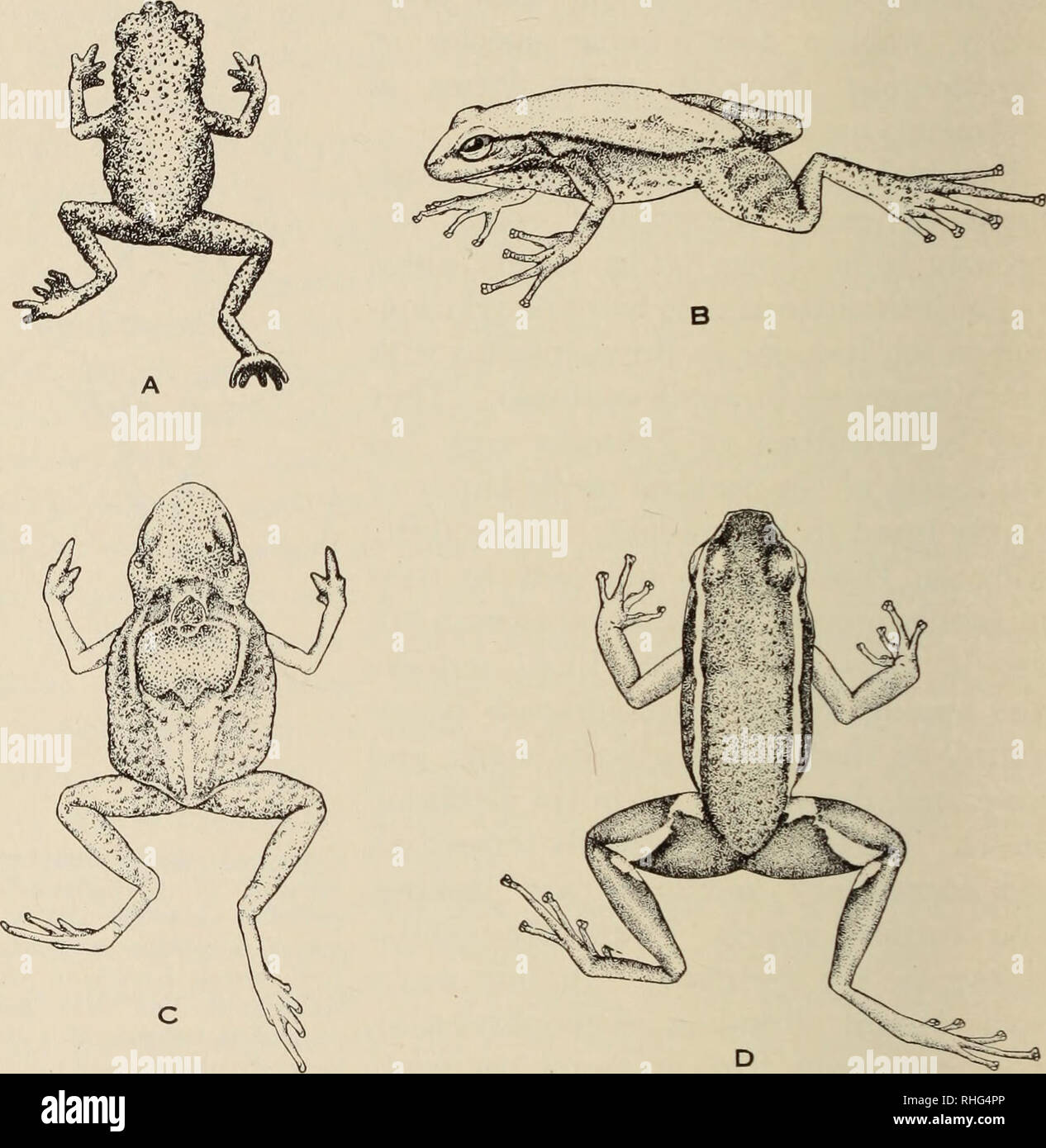 Ranids hi-res stock photography and images - Alamy