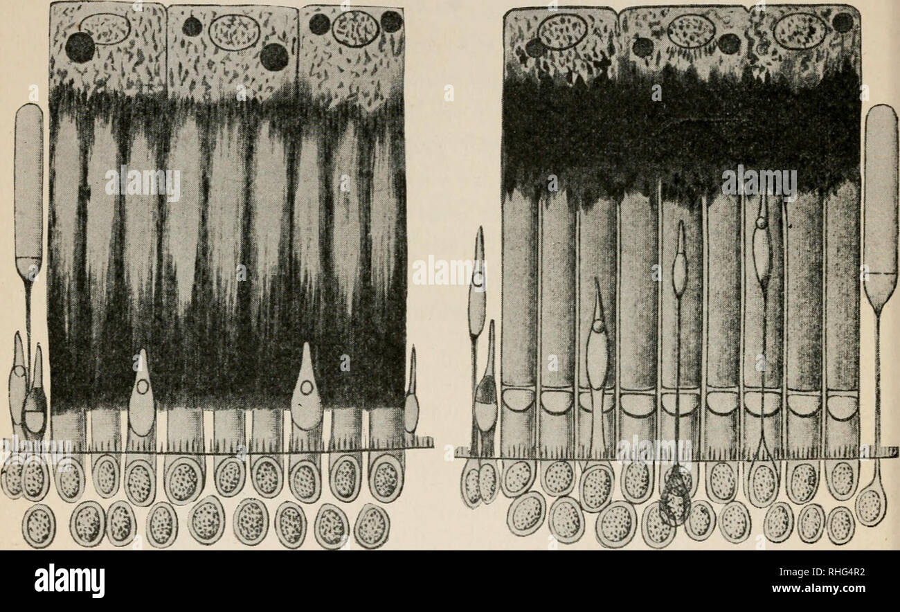 Retina pigment epithelium hi-res stock photography and images - Alamy