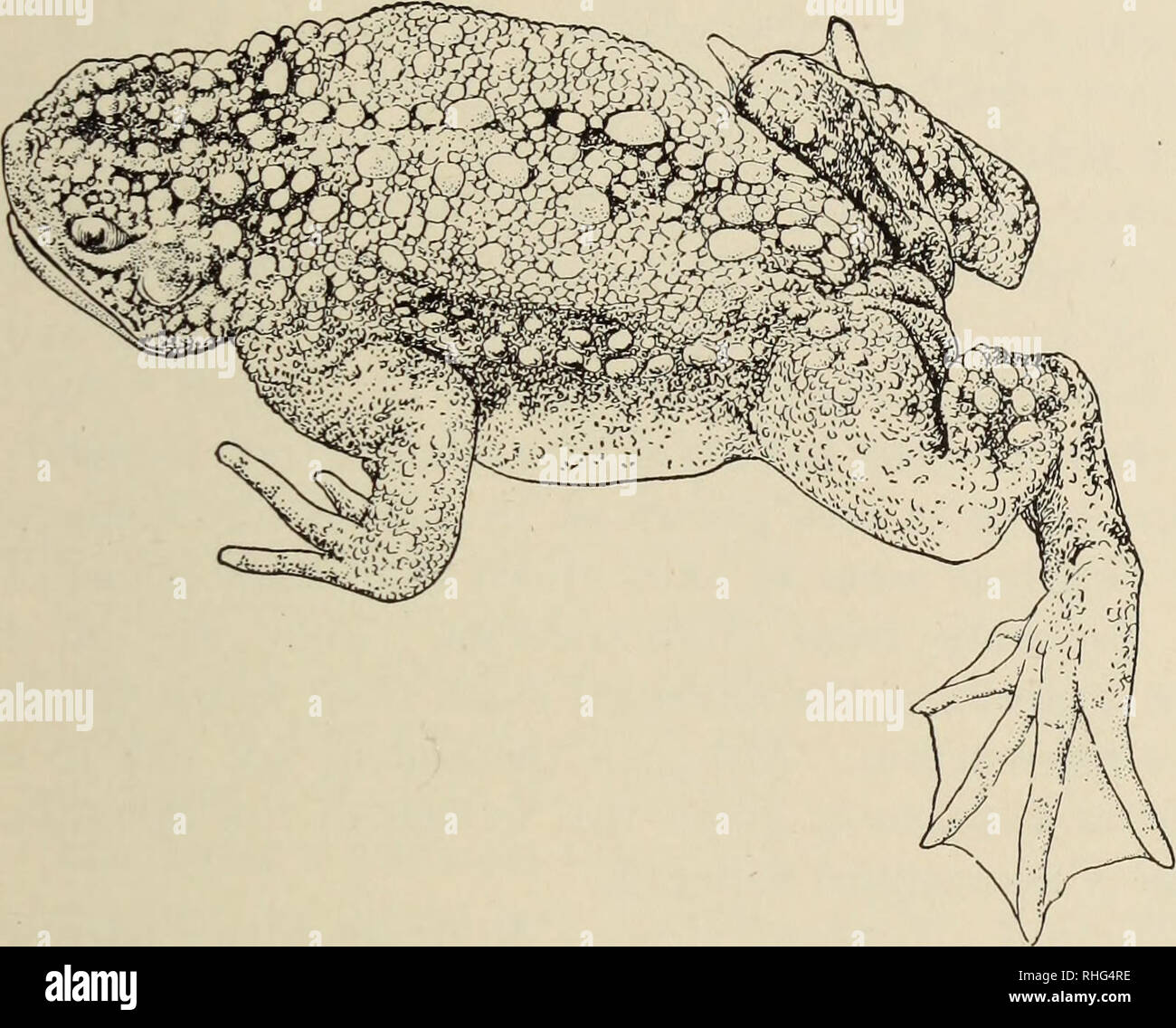 . The biology of the amphibia. Amphibians. RELATIONSHIPS AND ...