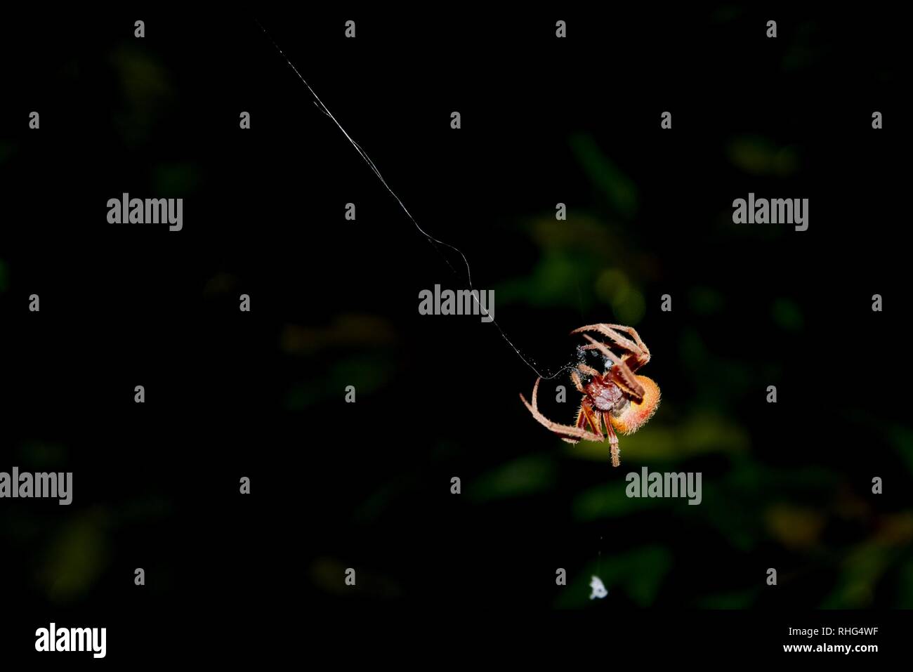 spider outside at night spinning a web Stock Photo - Alamy