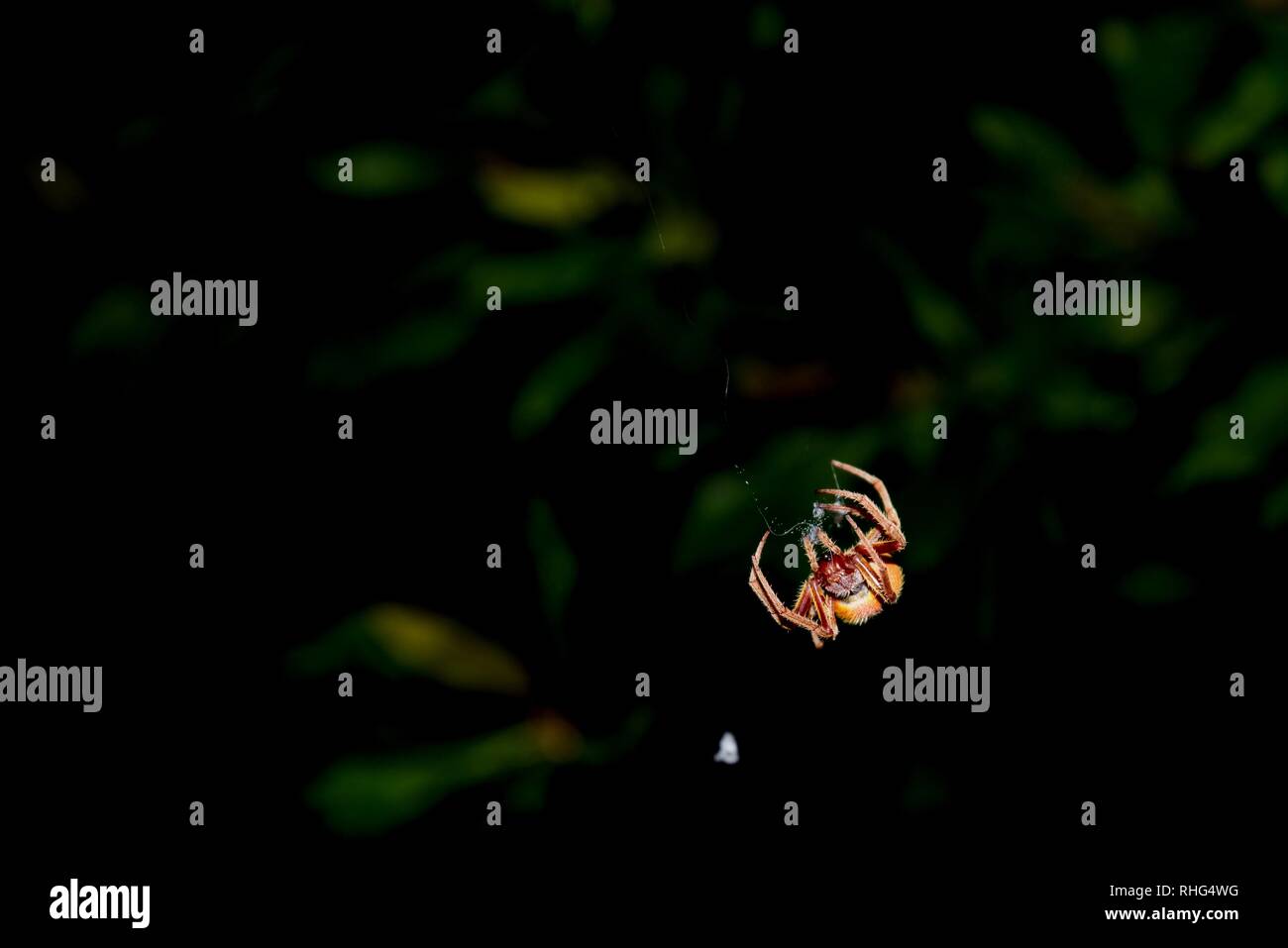 spider outside at night spinning a web Stock Photo - Alamy