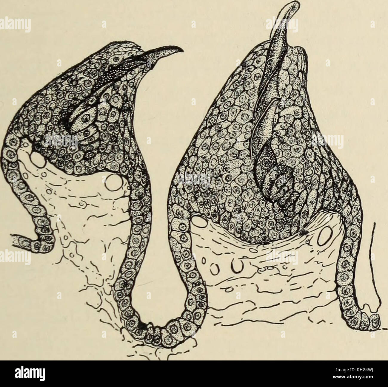 . The biology of the amphibia. Amphibians. THE INTEGUMENT 139 horny ...