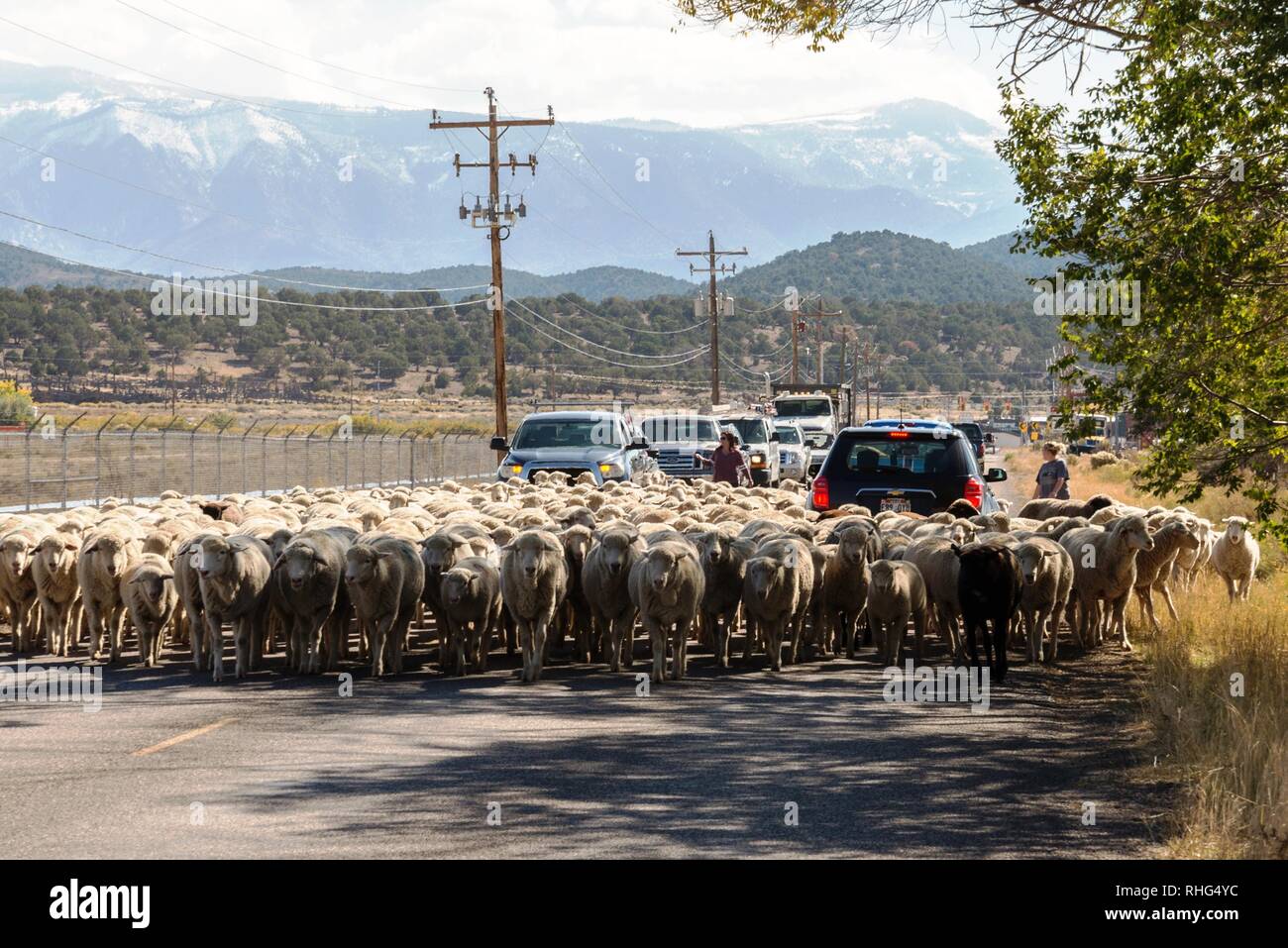 sheep being herded on a livestock corridor road Stock Photo - Alamy