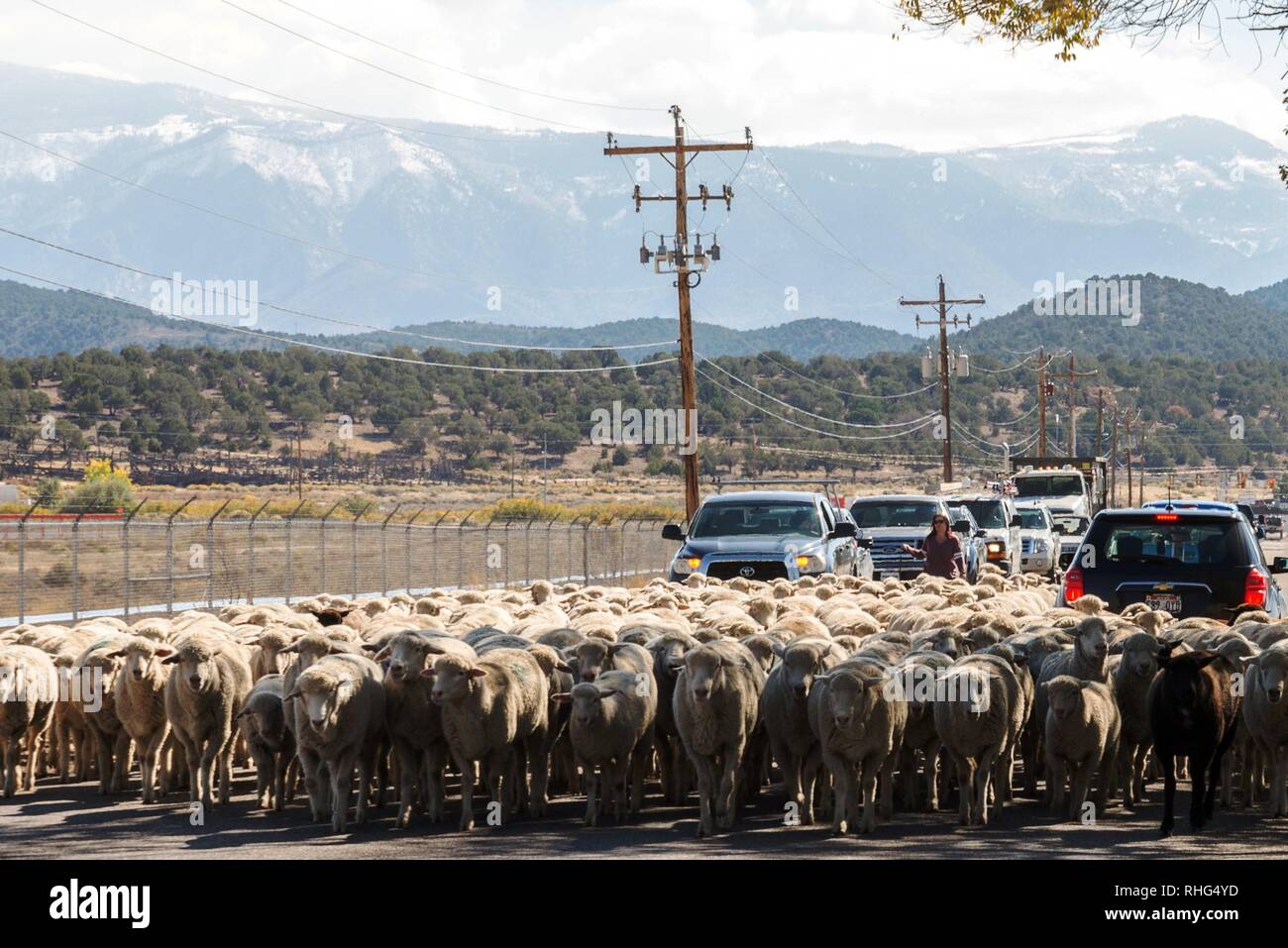 sheep being herded on a livestock corridor road Stock Photo - Alamy