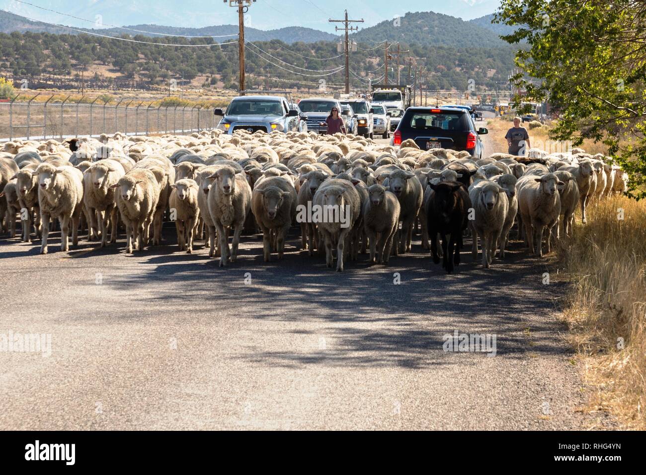 sheep being herded on a livestock corridor road Stock Photo - Alamy