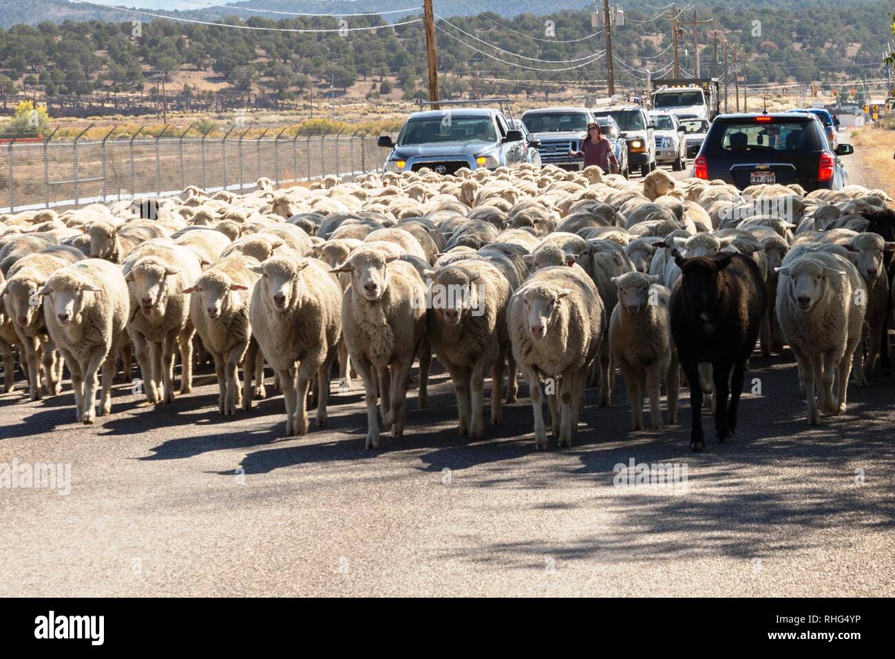 sheep being herded on a livestock corridor road Stock Photo - Alamy